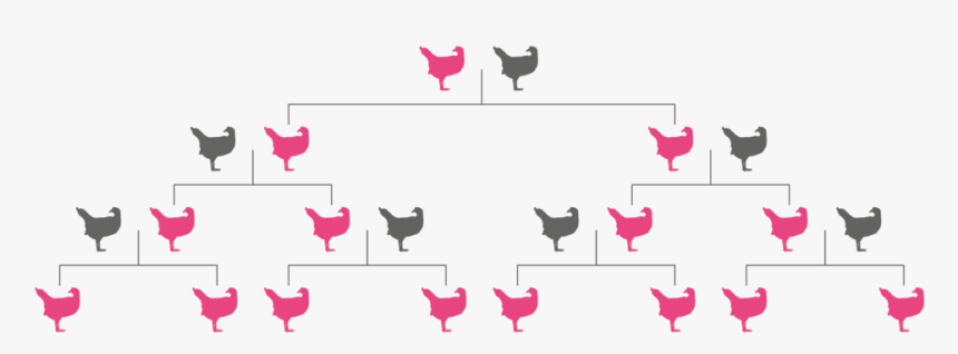 Gene Drive Inheritance - Pink Chickens Modification, HD Png Download ...