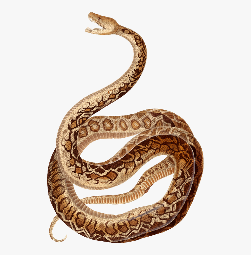 Cuban Boa - Ny Snakes Scientific Illustrations, HD Png Download ...