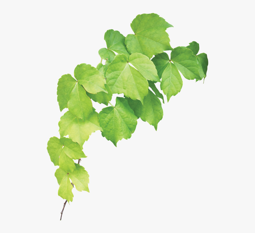 Maple Leaf, HD Png Download , Transparent Png Image - PNGitem