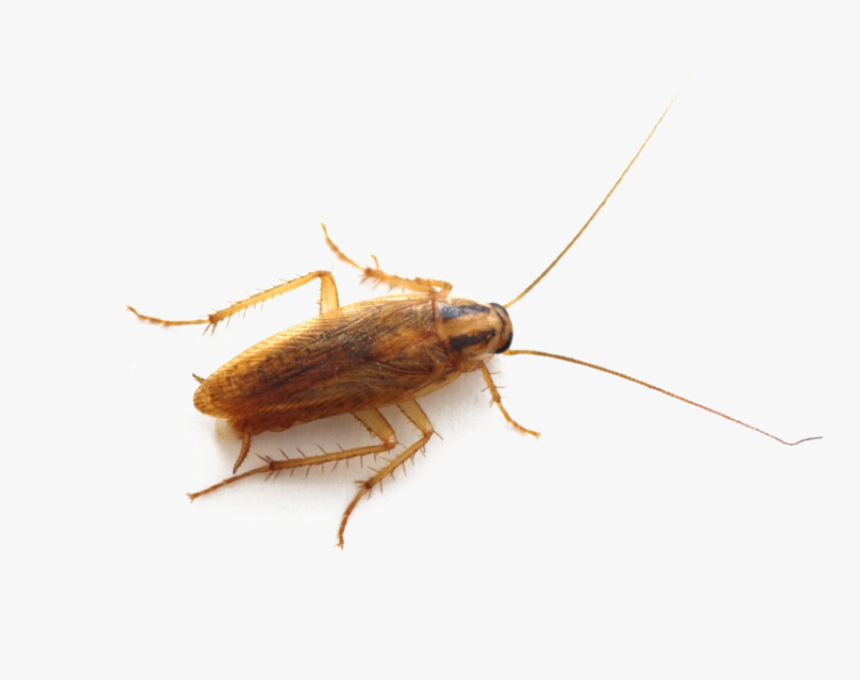 Roach Png Image - German Cockroach Cockroach Uk, Transparent Png ...