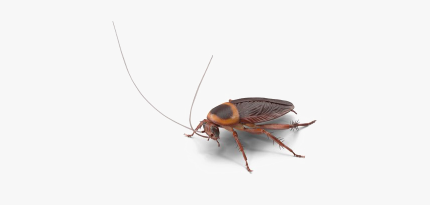 Roach Png Transparent Image - Cockroach, Png Download , Transparent Png ...