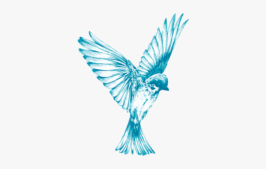 Little Bird Fly, HD Png Download , Transparent Png Image - PNGitem