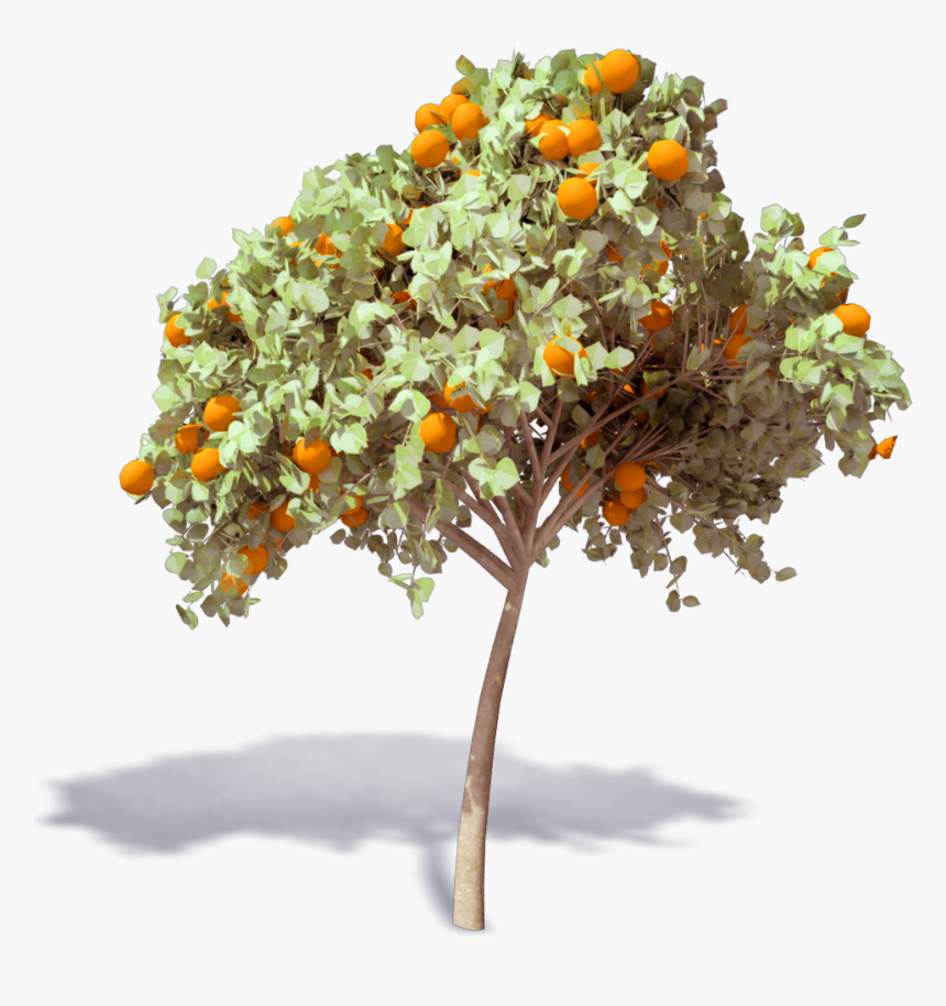Orange Tree, S - Arbol De Naranja Png, Transparent Png , Transparent ...
