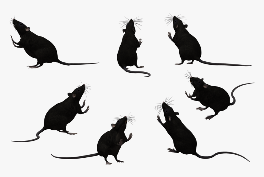 Pet Rats Black And White