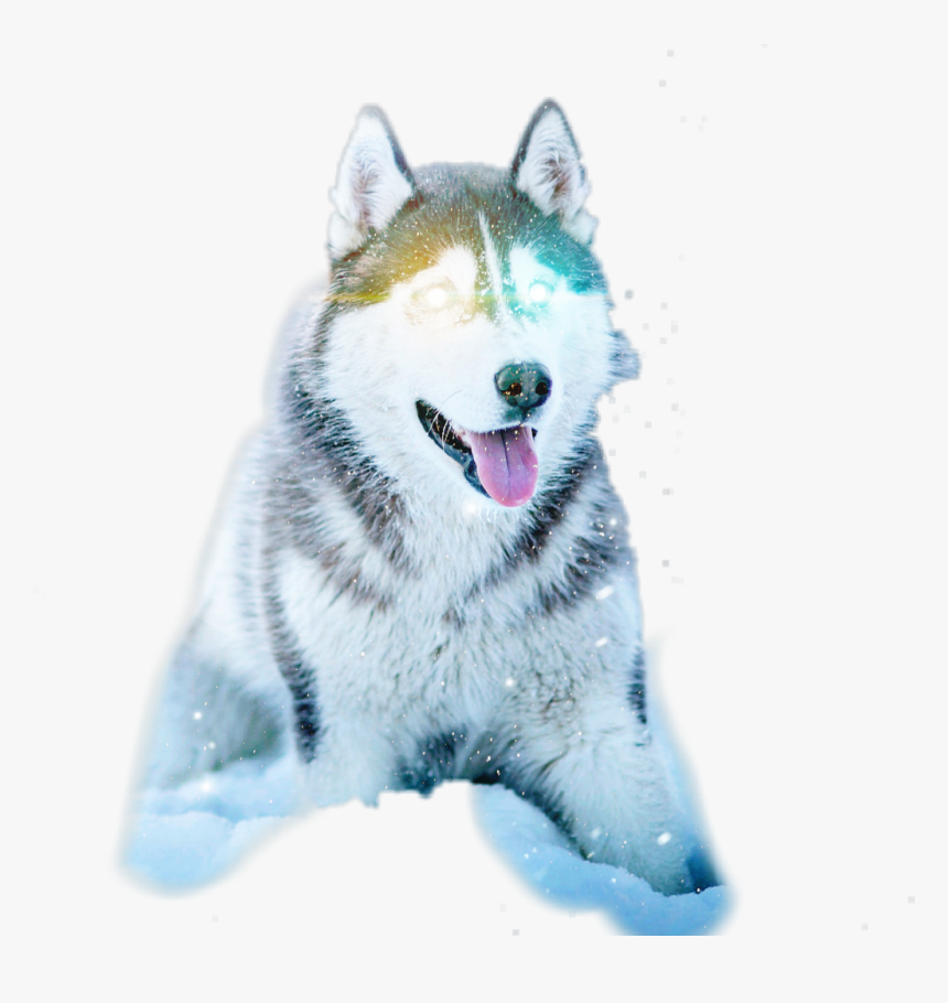 Husky Dog , Png Download - Husky Dog, Transparent Png , Transparent Png ...