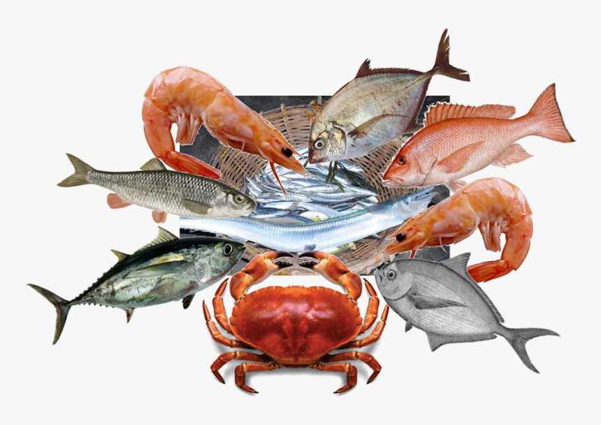 Chesapeake Blue Crab , Png Download - Red Snapper Fish, Transparent Png ...