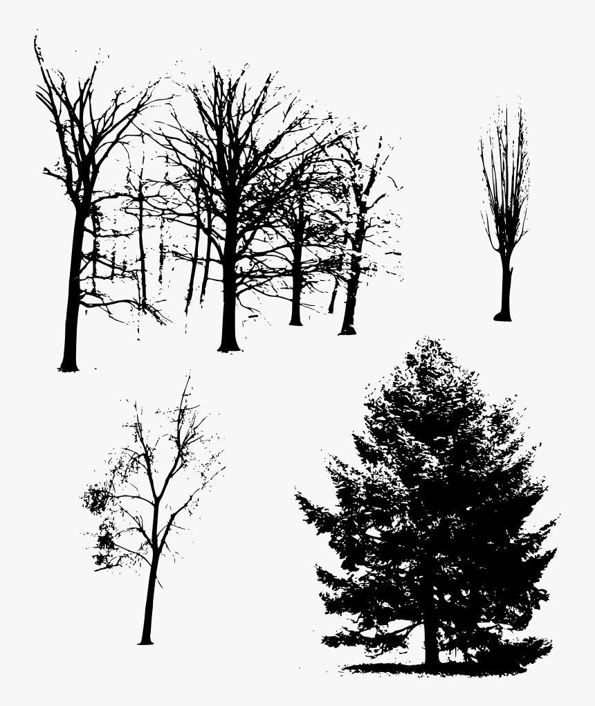 Tree, HD Png Download , Transparent Png Image - PNGitem