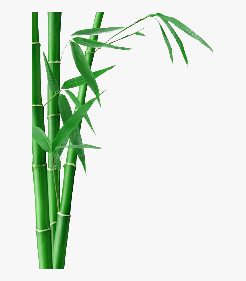 Bamboo Transparent Background, HD Png Download , Transparent Png Image ...