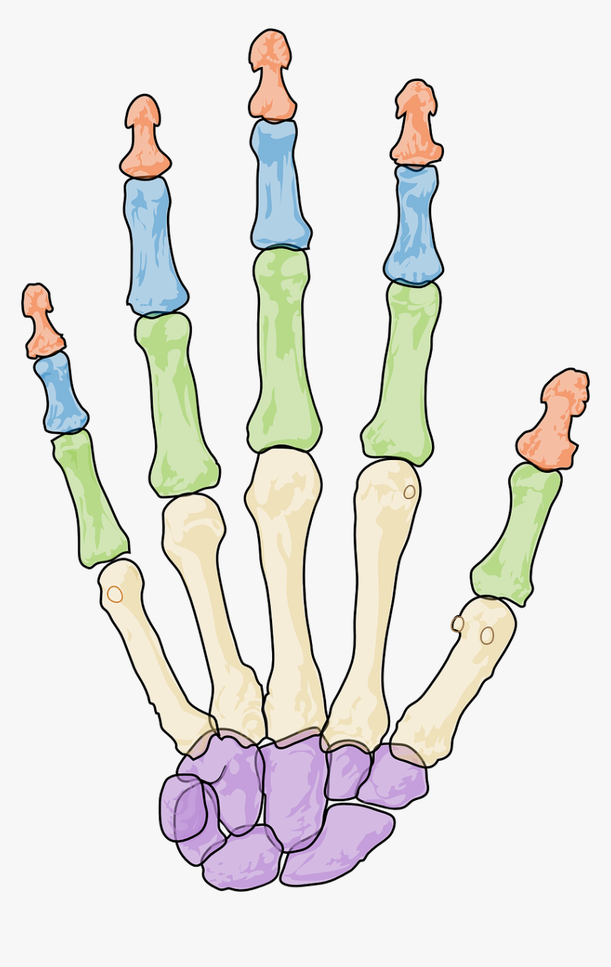 Skeleton Hand Png, Transparent Png , Transparent Png Image - PNGitem
