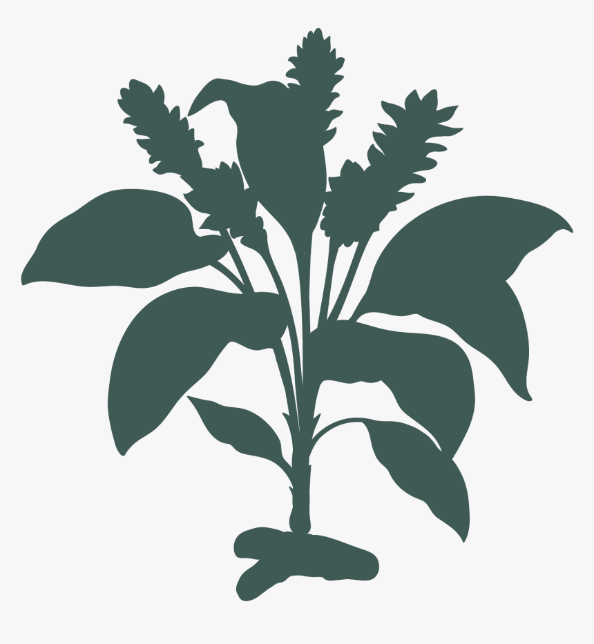 Turmeric Plant , Png Download - Turmeric Plant Turmeric Diagram ...
