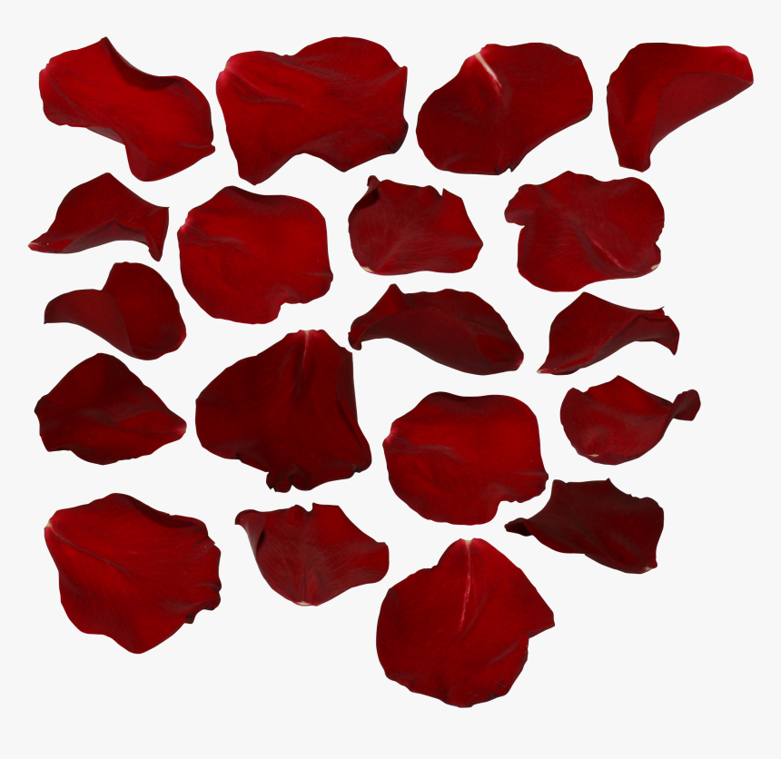Single Red Rose Png Single Rose Petal Png - Red Rose Petals Transparent ...