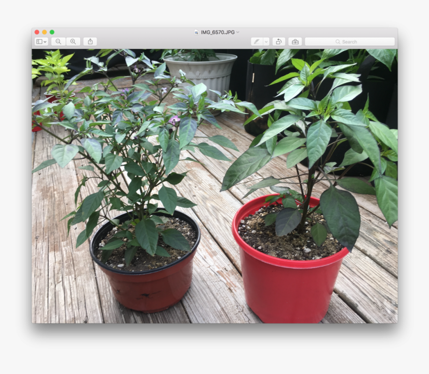 Two Same Plants Growing, HD Png Download , Transparent Png Image - PNGitem