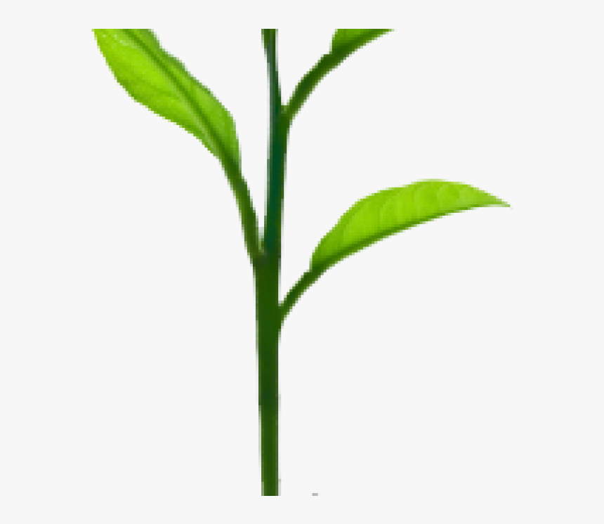Growing Tree , Png Download - Plant Sprout Png, Transparent Png ...