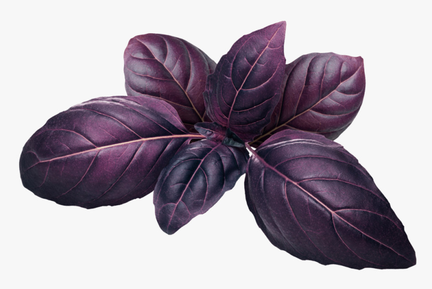 Purple Basil, HD Png Download , Transparent Png Image - PNGitem