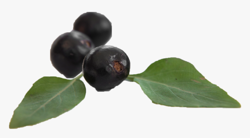 Huckleberry, HD Png Download , Transparent Png Image - PNGitem