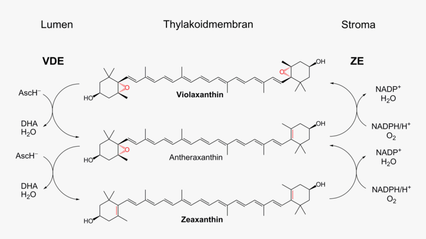Xanthophyll Cycle, HD Png Download , Transparent Png Image - PNGitem