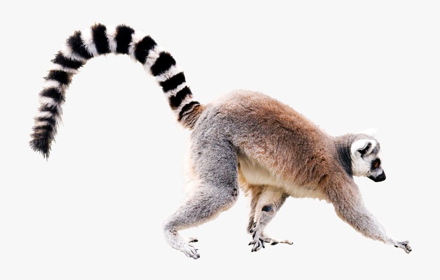 Lemur Png - Ring Tailed Lemur White Background, Transparent Png ...