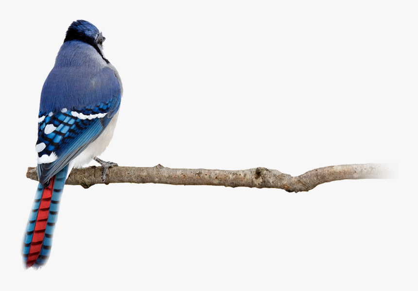 Blue Jay Back Side, HD Png Download , Transparent Png Image - PNGitem