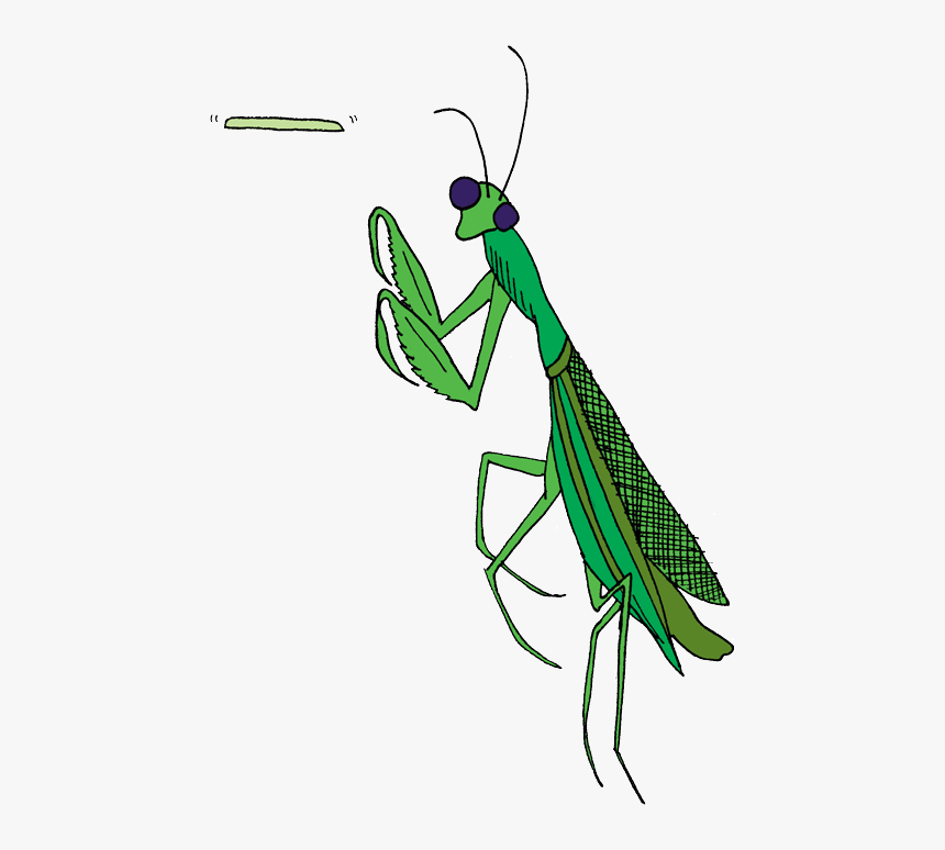 Transparent Praying Mantis Clip Art - Mantidae, HD Png Download ...