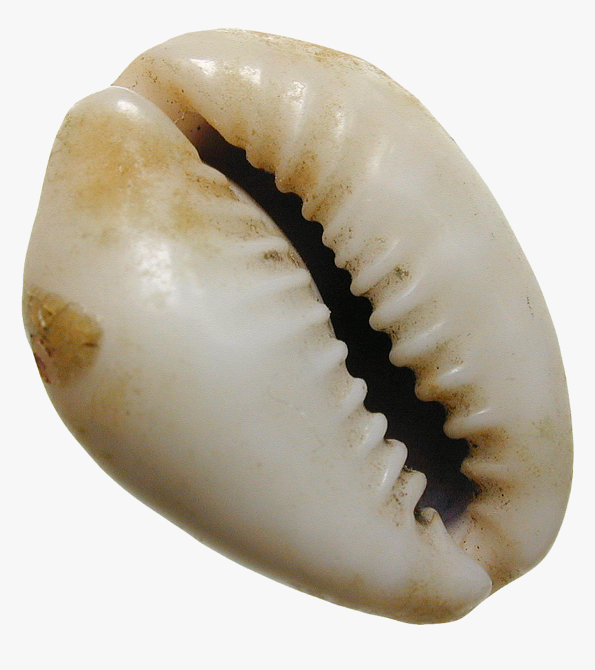 Sea Shells Png, Transparent Png , Transparent Png Image - PNGitem