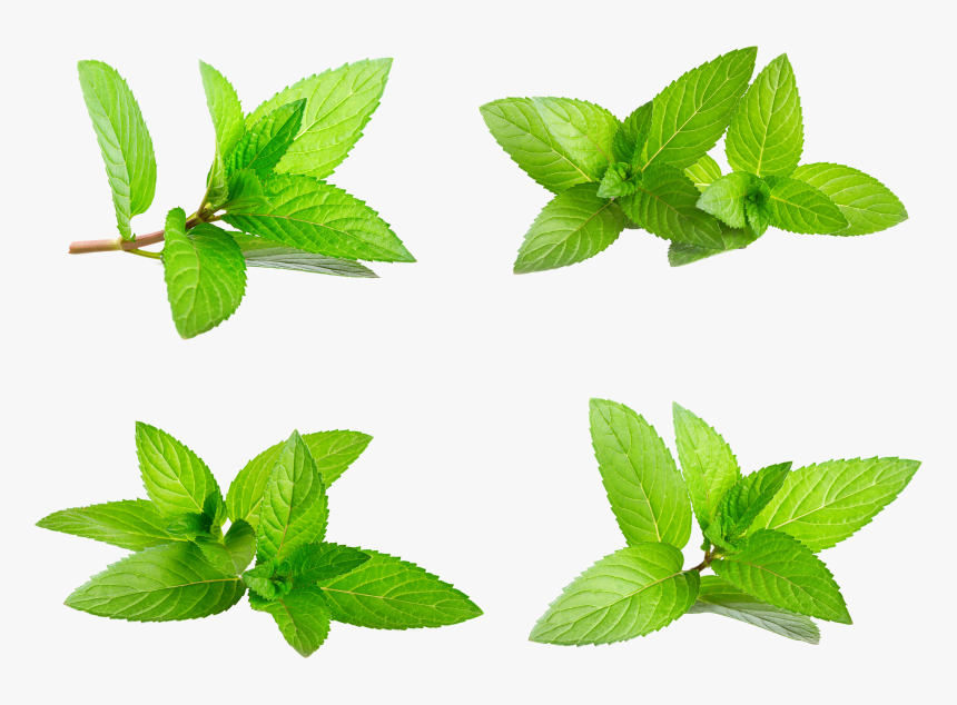 Transparent Mint Leaf Png, Png Download , Transparent Png Image - PNGitem