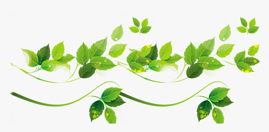 Vine Vector Plant Illustrator - Tree Leaf Vector Png, Transparent Png ...