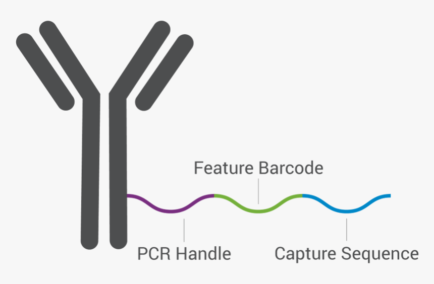 Image Containing A Schematic Depiction Of An Antibody - Illustration ...