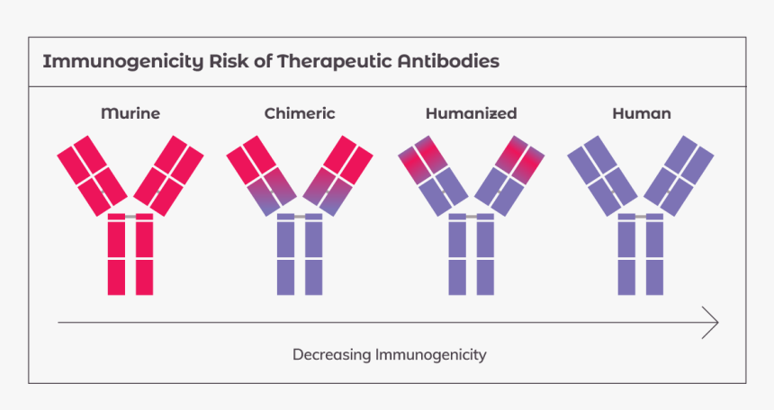 Structural Organization Of The Main Human Immunoglobulin, HD Png ...