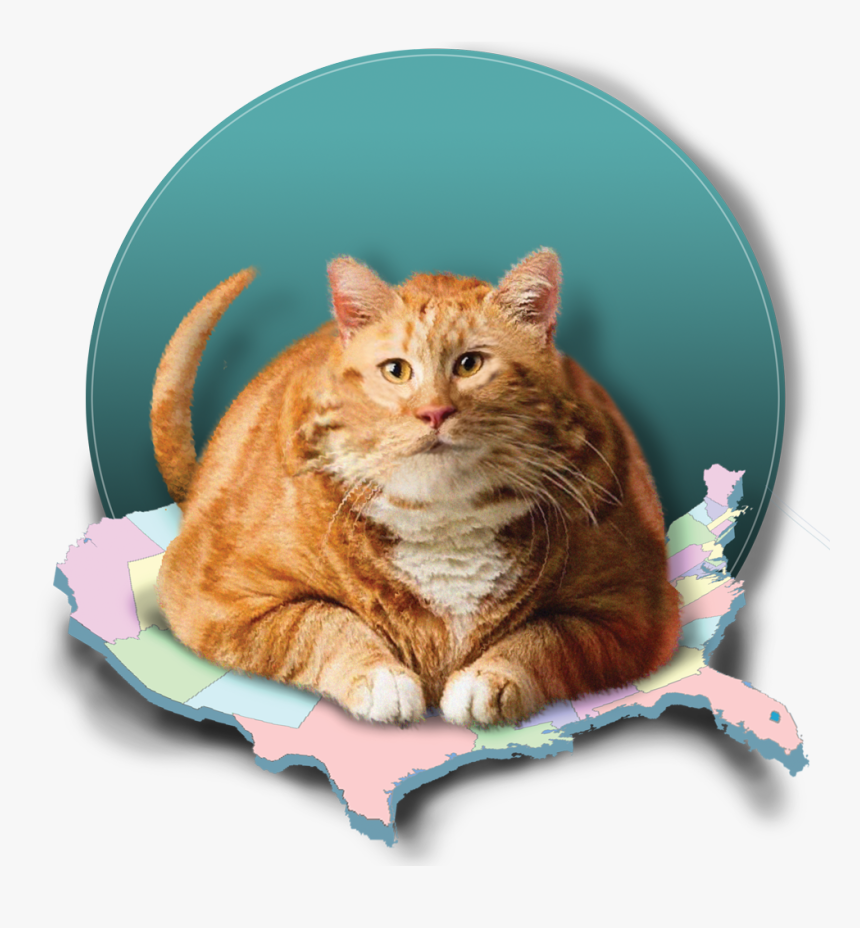 Tabby Cat, HD Png Download , Transparent Png Image - PNGitem