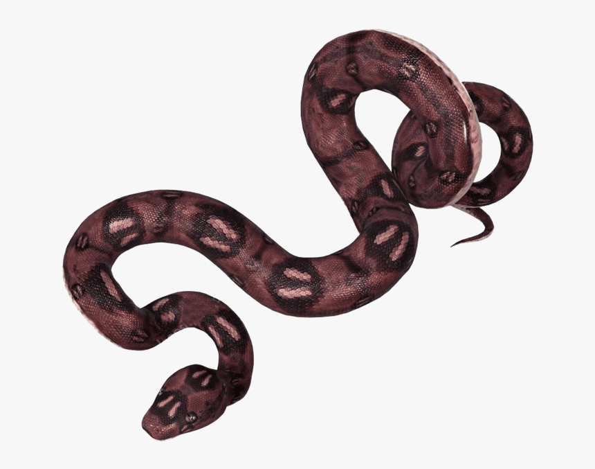 Anaconda-png - Anaconda Illustration, Transparent Png , Transparent Png ...