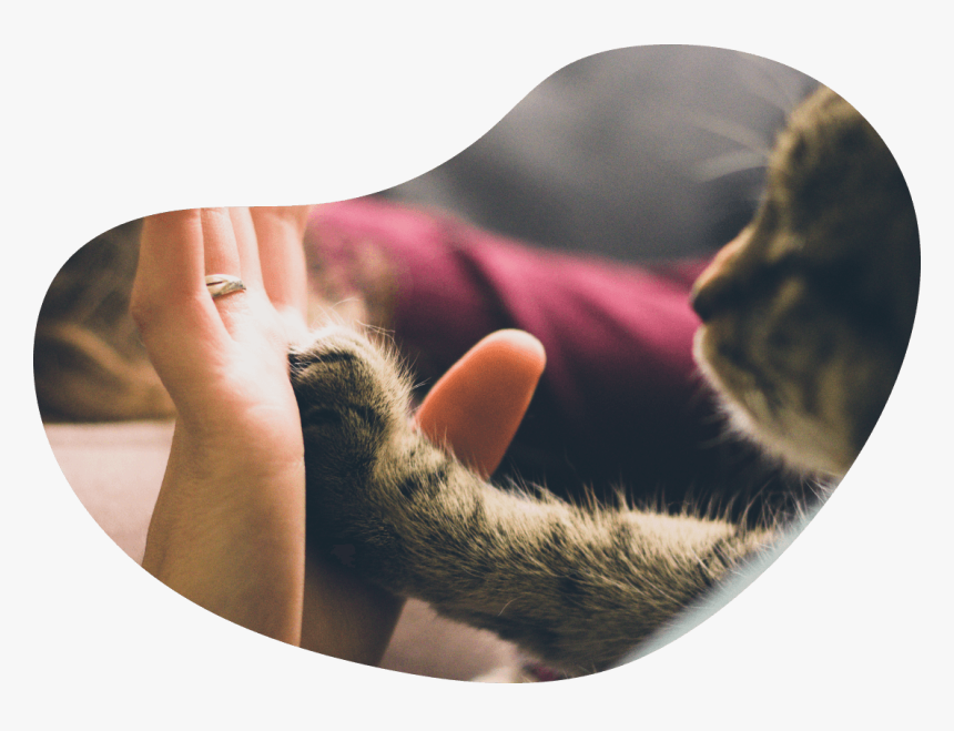 Green Eyes Png, Transparent Png , Transparent Png Image - PNGitem