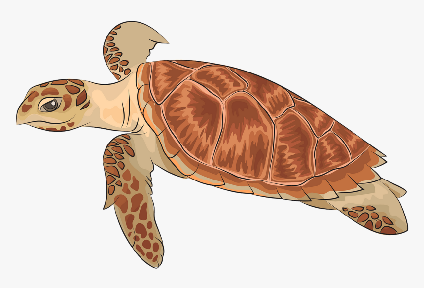 Kemp's Ridley Sea Turtle, HD Png Download , Transparent Png Image - PNGitem