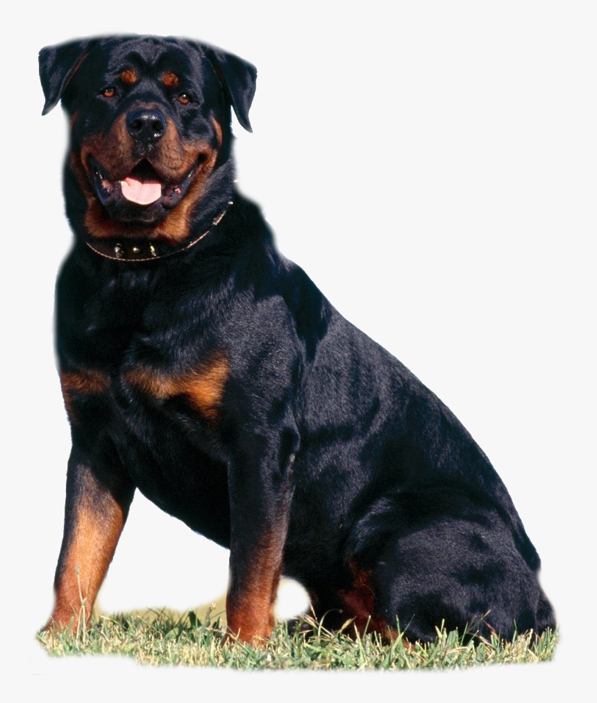 Transparent Rottweiler Clip Art - Rottweiler Png, Png Download ...