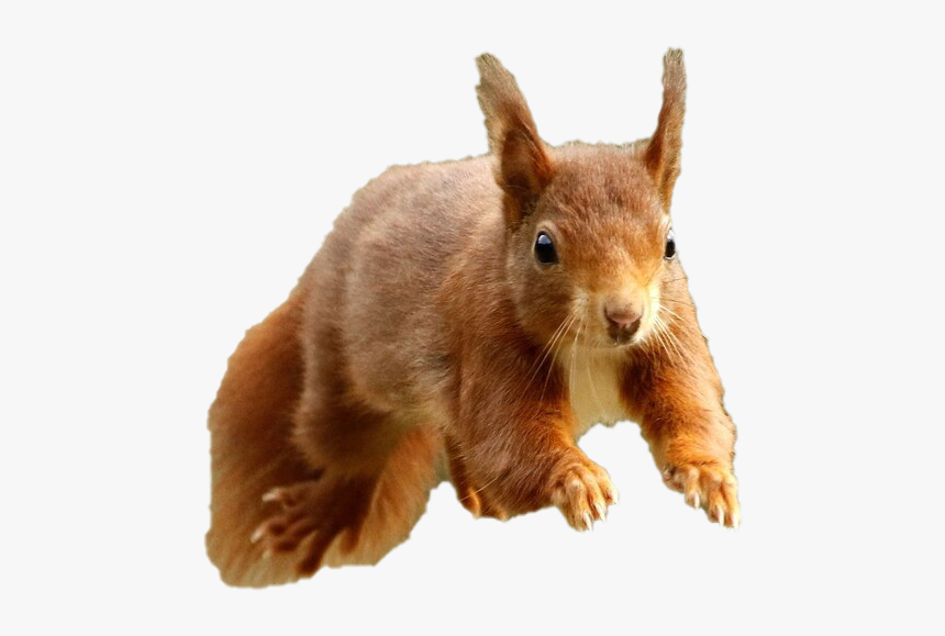 Eurasian Red Squirrel, HD Png Download , Transparent Png Image - PNGitem