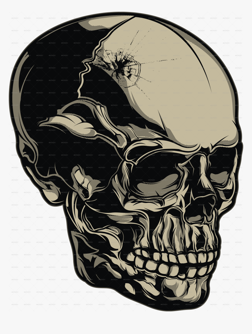 Vector Colors Skull - Skull, HD Png Download , Transparent Png Image ...