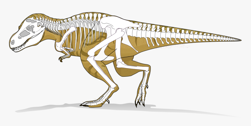 T Rex X Ray, HD Png Download , Transparent Png Image - PNGitem