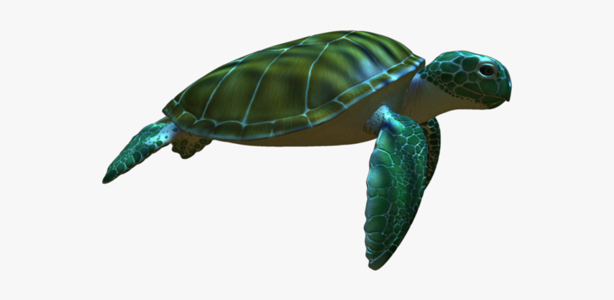 Green Sea Turtle Animation - Cute Turtle Transparent Background, HD Png ...