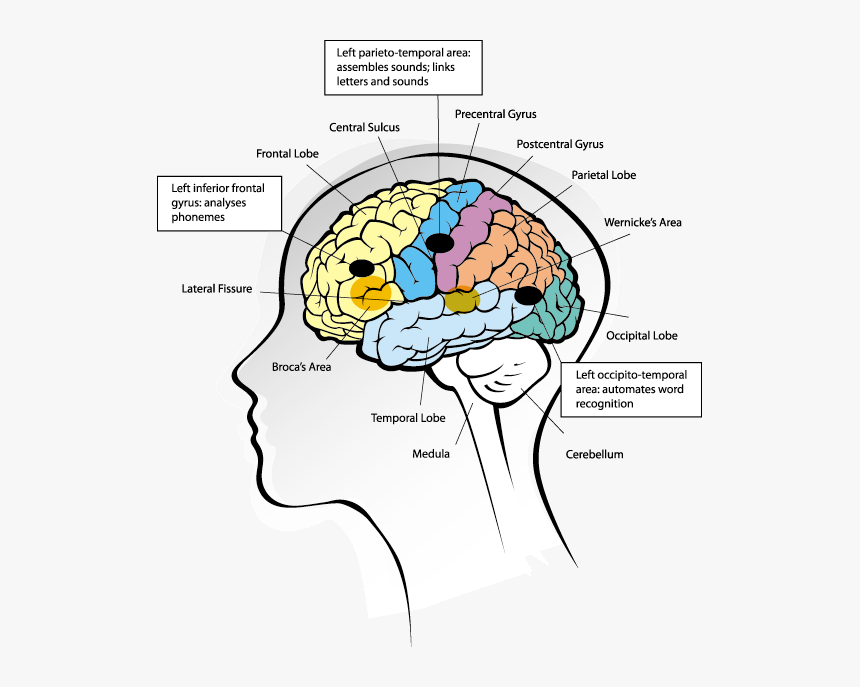Human Brain With Head, HD Png Download , Transparent Png Image - PNGitem