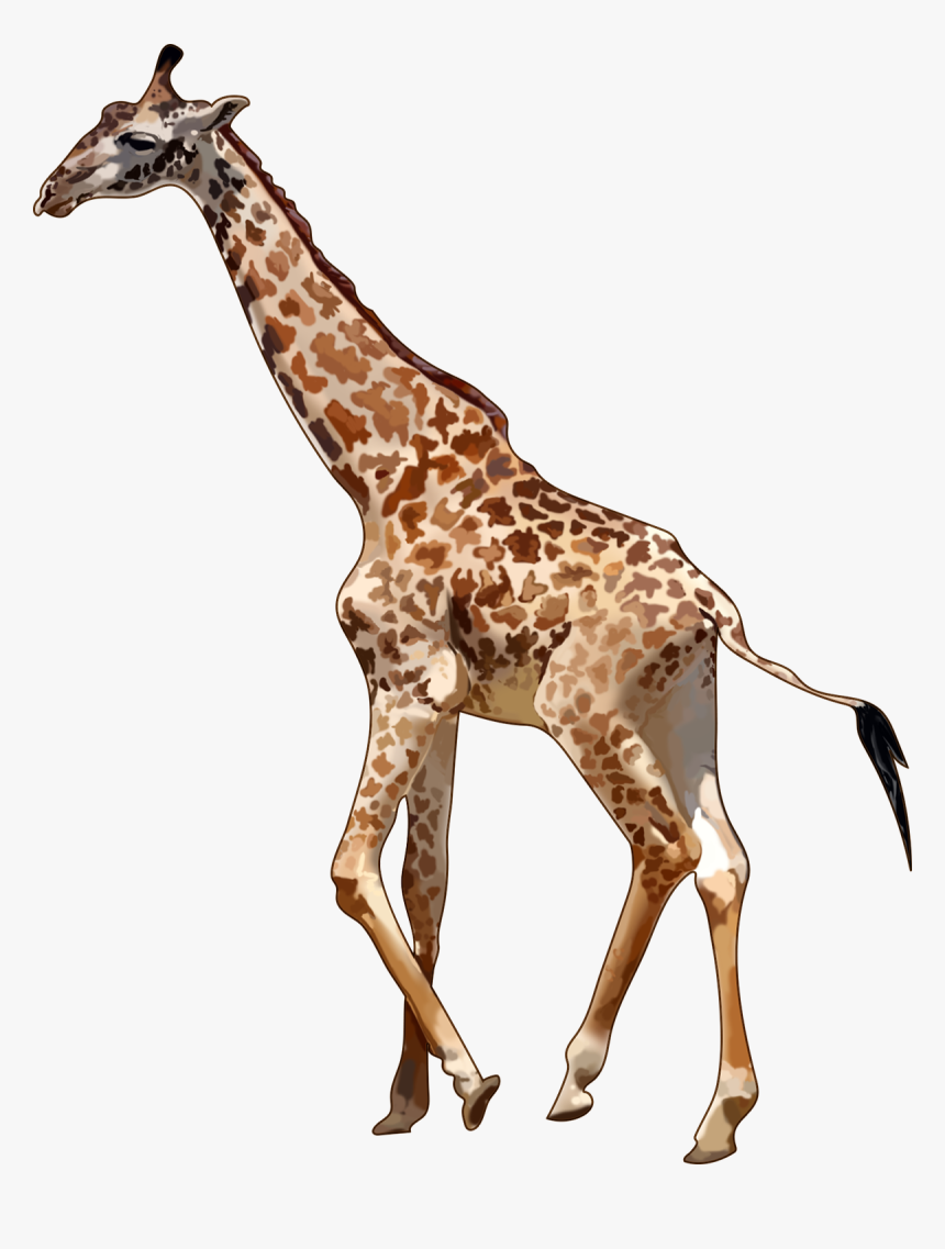 Transparent Animals Png - Kenya Animals Png, Png Download , Transparent ...