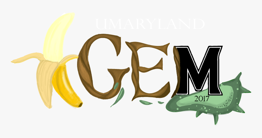 Saba Banana, HD Png Download , Transparent Png Image - PNGitem