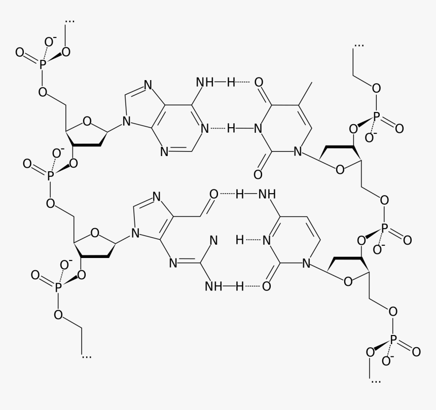 Dna Structure Png - Dna Formel, Transparent Png , Transparent Png Image ...