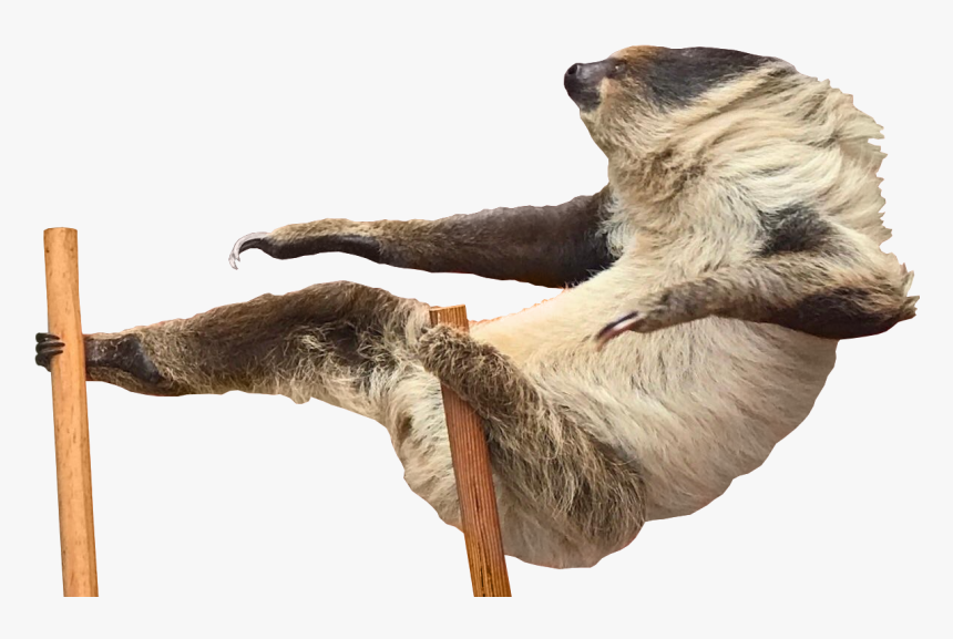 Others Png Download - Sloth Attack Gif, Transparent Png , Transparent ...