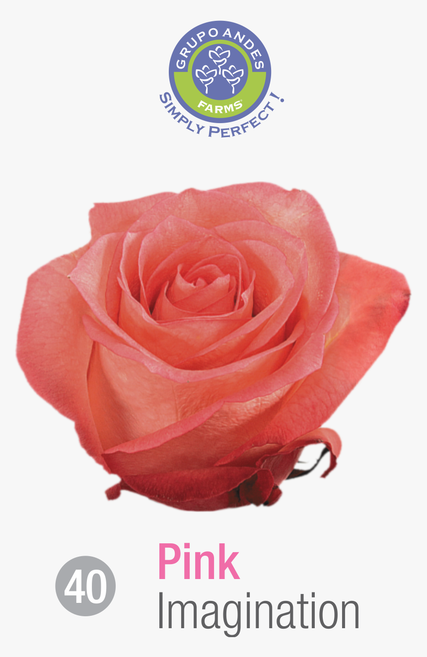 Rosa Variedad Imagination, HD Png Download , Transparent Png Image ...