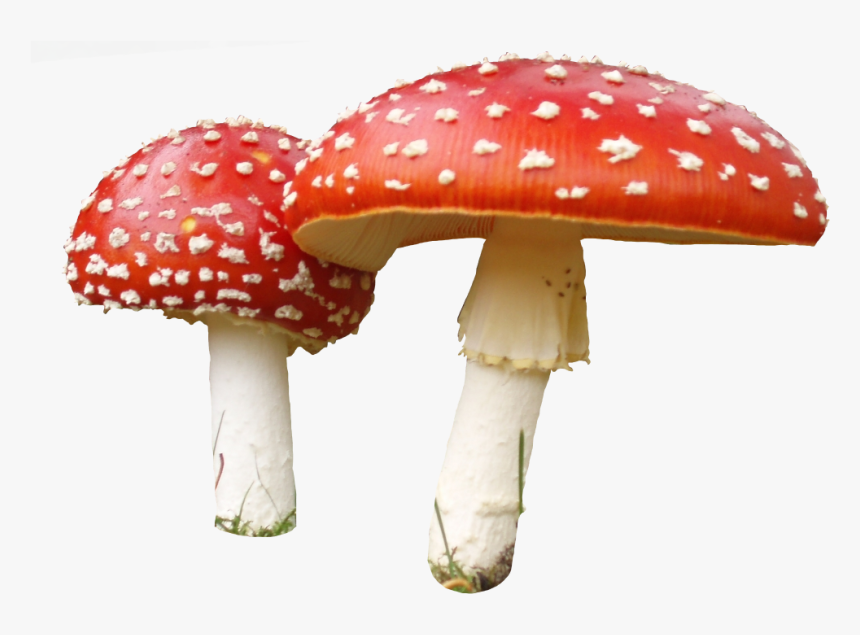 Transparent Fungi Clipart - Transparent Background Mushroom Png, Png ...