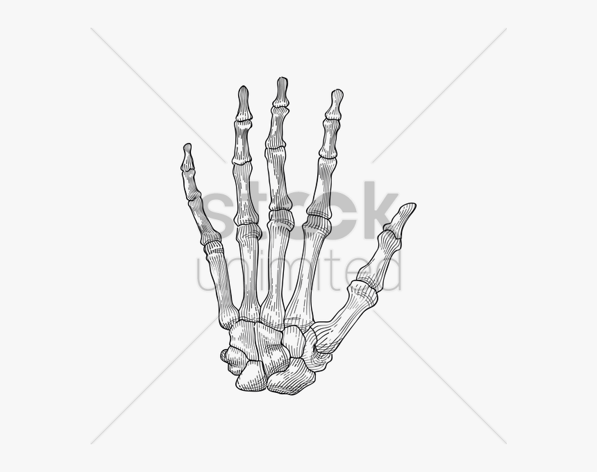 Bone Clipart Hand Bone - Hand Holding Hand Skeleton, HD Png Download ...