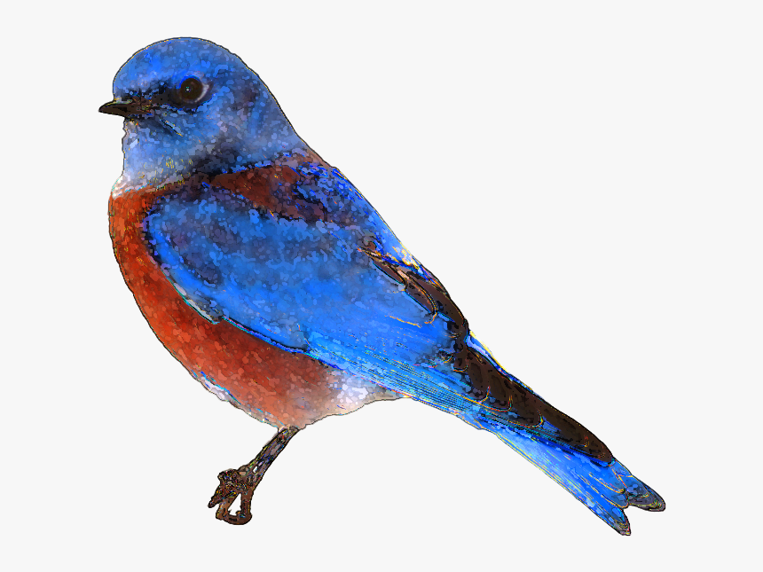 Eastern Bluebird Clip Art - No Background Blue Bird, HD Png Download ...