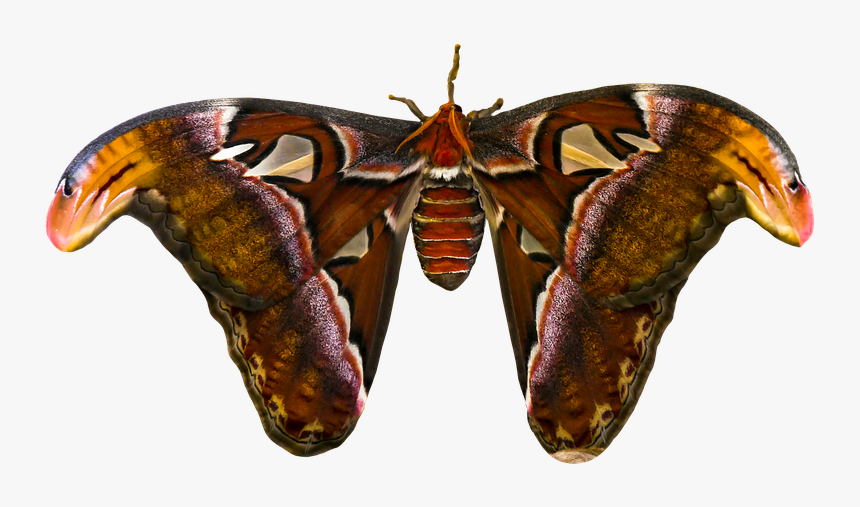 Animal, Butterfly, Insect, Atlas Moth, Atlas Butterfly - Butterfly, HD ...