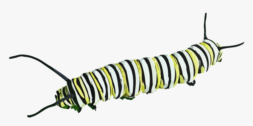 Monarch Caterpillar Clip Art