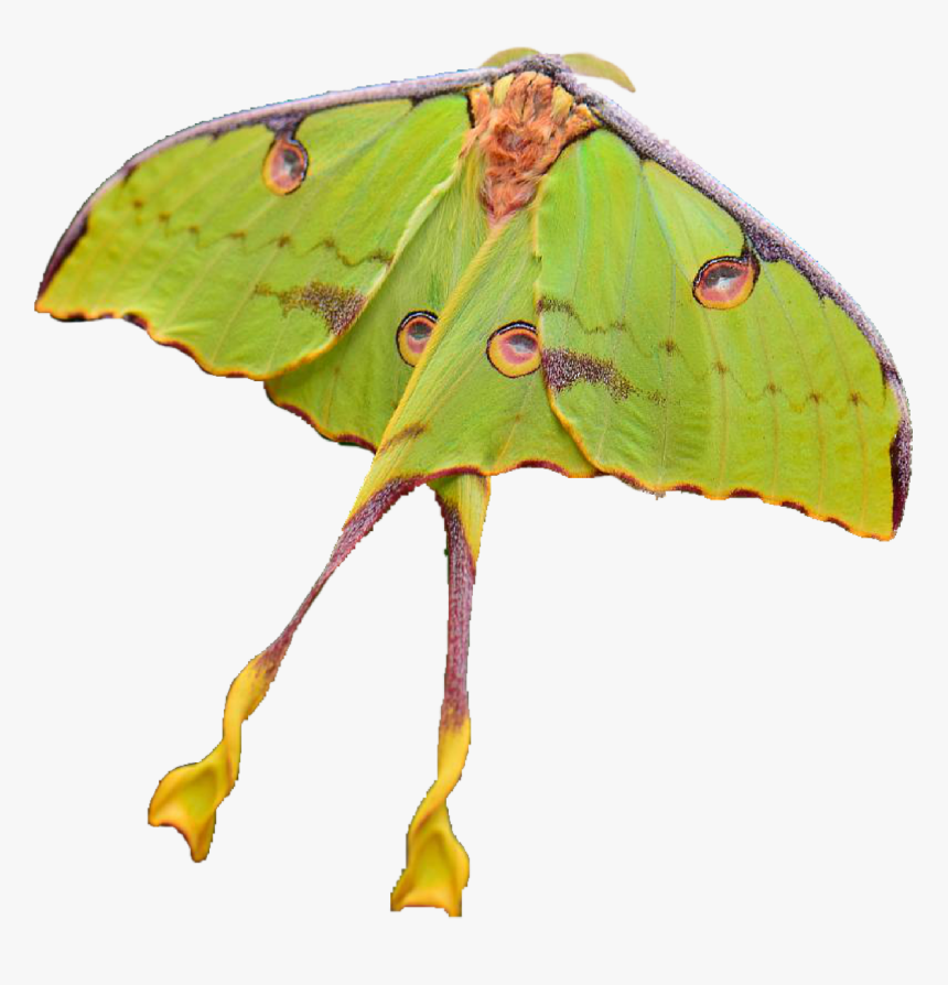 Transparent Moths Png - Luna Moth, Png Download , Transparent Png Image ...