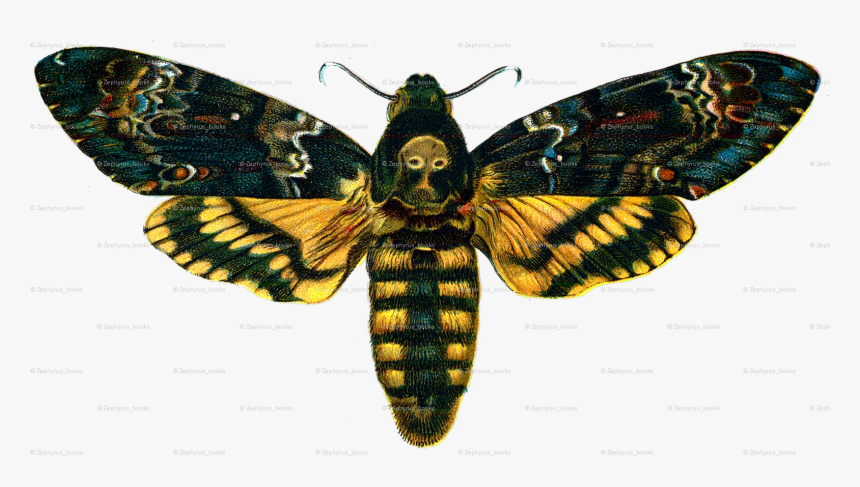 Acherontia Atropos, HD Png Download , Transparent Png Image - PNGitem